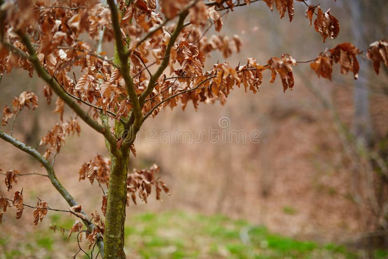 Jonge Beukboom Met Dode Bladeren Stock Foto - Image of achtergrond ...