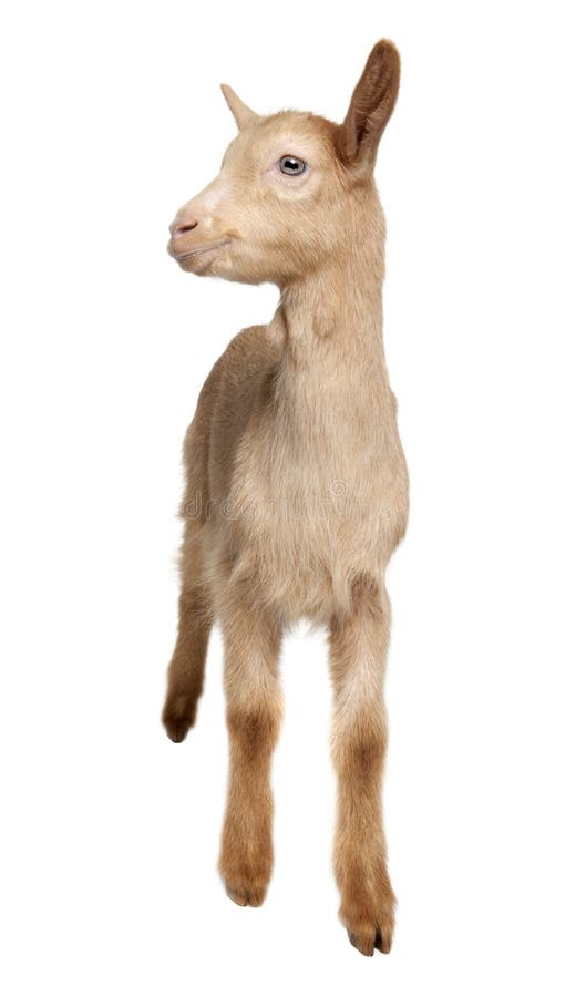 Bruine Geit in Het Platteland Stock Foto - Image of geit, mooi: 117654732