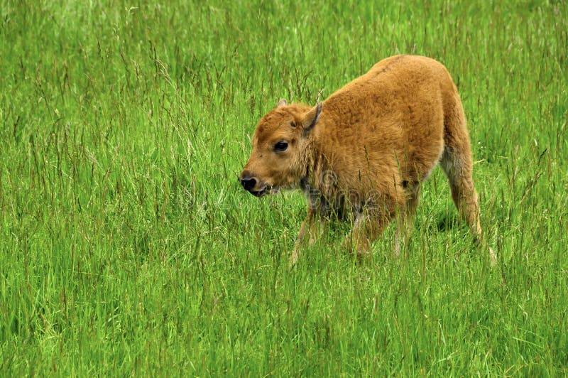 Een Jonge Buffel Die Wat Gras Eet Stock Afbeelding - Image of azië ...