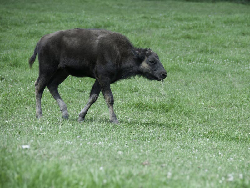 Een Jonge Buffel Die Wat Gras Eet Stock Afbeelding - Image of azië ...