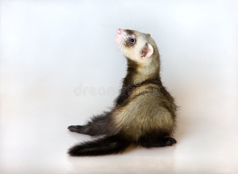 Portret met een bunzing stock foto. Image of jong, huisdieren - 17274564