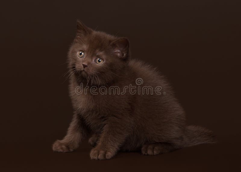 Jonge Chocolade Britse Kat Op Donkere Bruin Stock Afbeelding - Image of ...