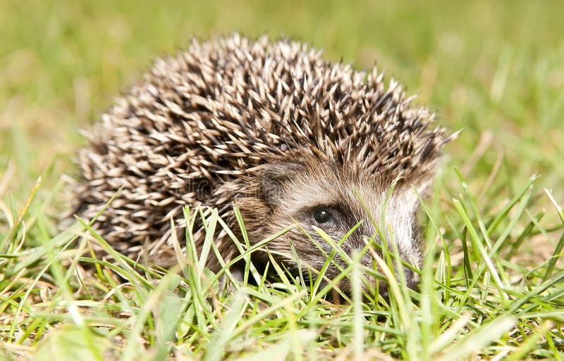 Jonge egel stock foto. Image of egel, welp, stekelig - 26838148