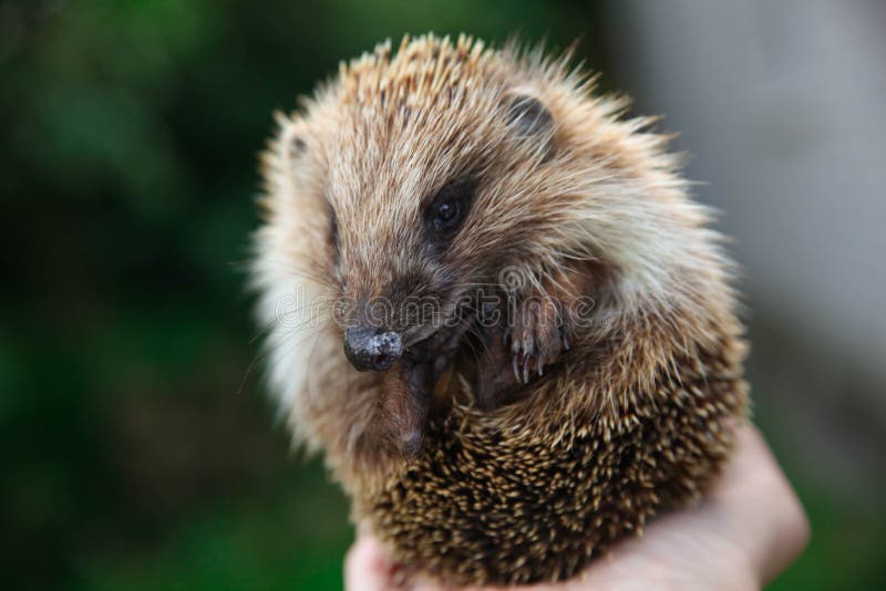 Hedgehog Jonge Egel In Natuurlijk Nieuwsgierige Egelgangen In Het Hout ...