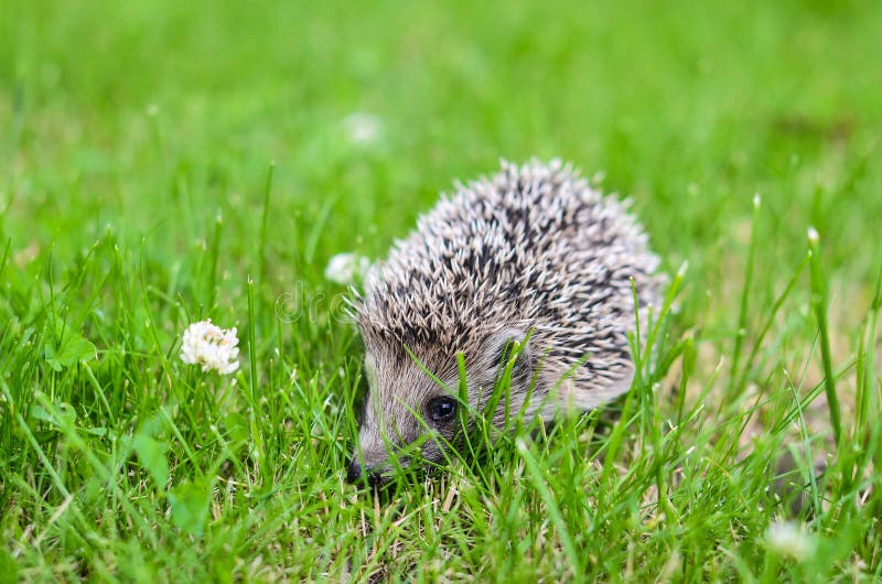 Jonge Egel in De Herfstbladeren Stock Foto - Image of leuk ...