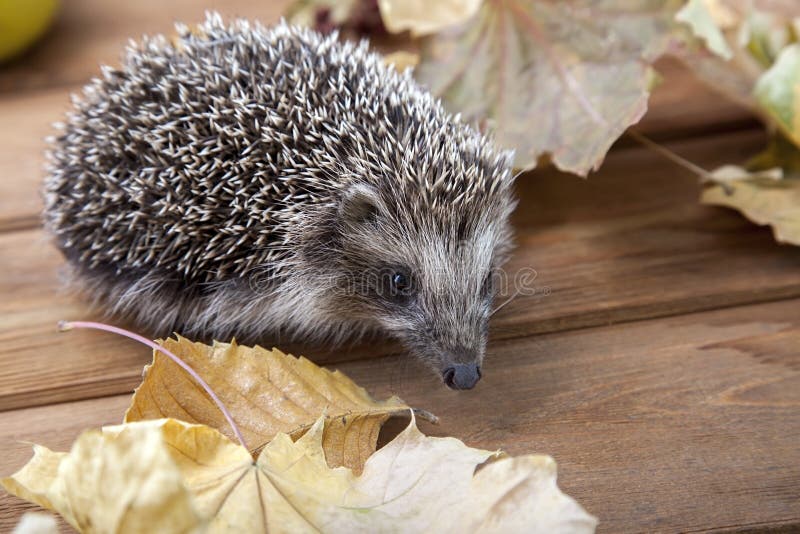 Jonge Egel in De Herfstbladeren Stock Foto - Image of buiten, baby ...
