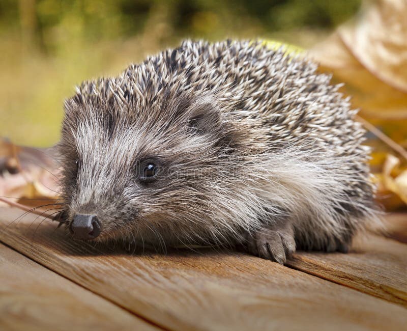 Jonge Egel in De Herfstbladeren Stock Foto - Image of leuk ...