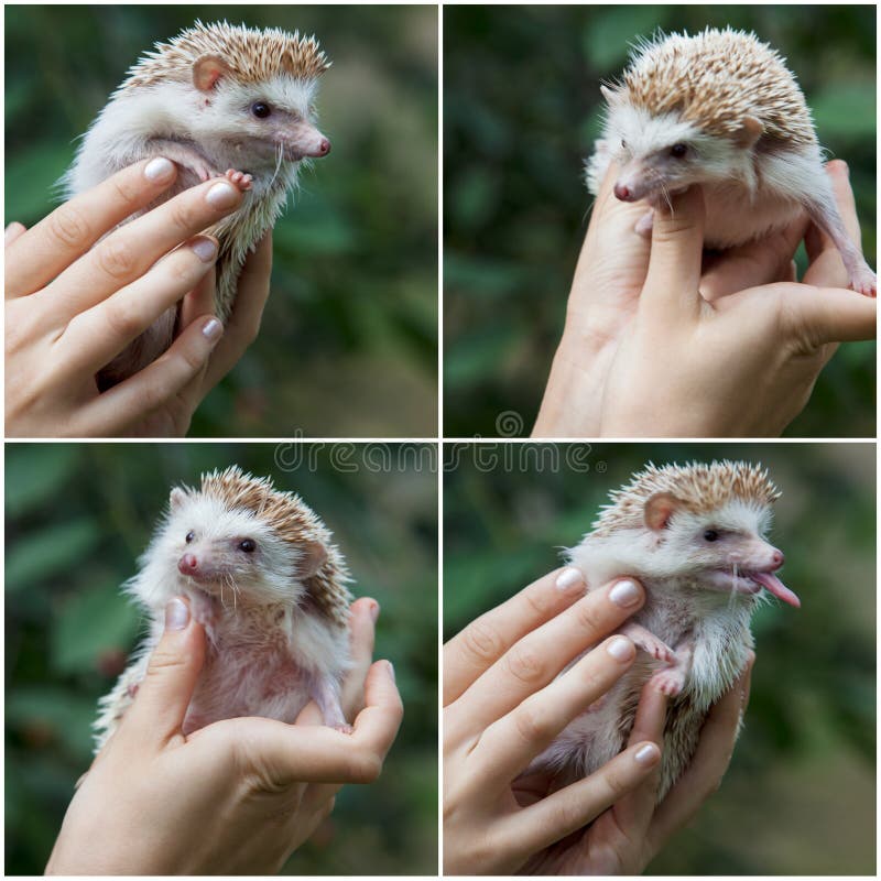 Jonge Egel in Het Groene Gras Stock Foto - Image of najaar, egel: 74967354