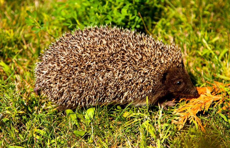 Jonge Egel Voor Witte Achtergrond Stock Foto - Image of haag, netelig ...