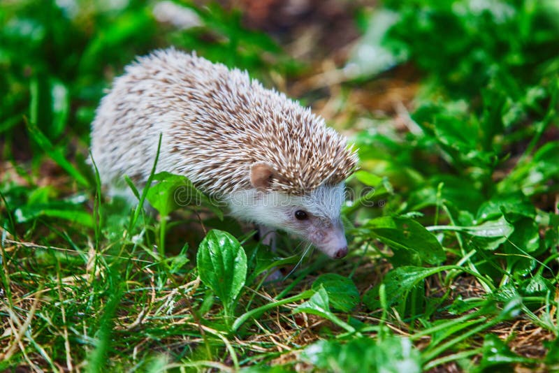 Jonge Egel in Het Groene Gras Stock Foto - Image of najaar, egel: 74967354
