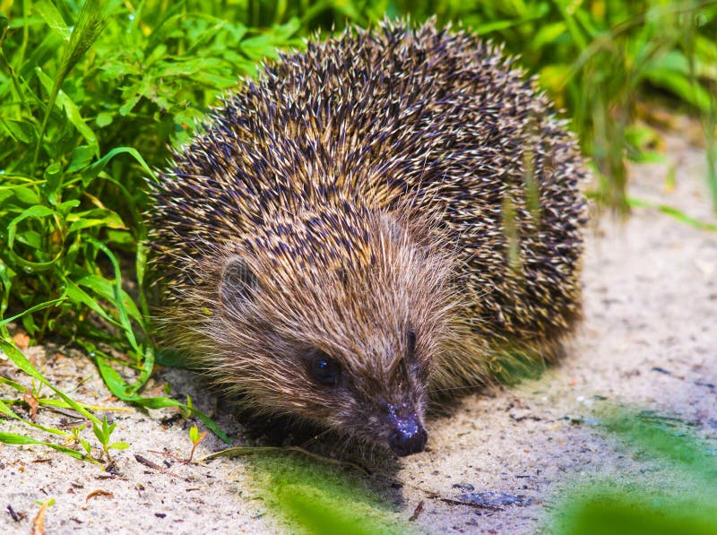 Hedgehog Jonge Egel in Natuurlijk Nieuwsgierige Egelgangen in Het Hout ...