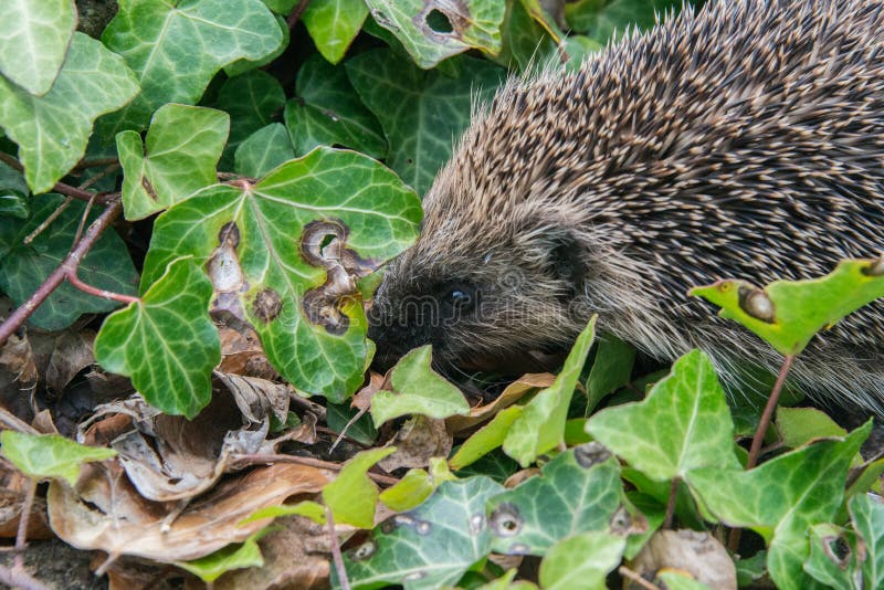 Jonge egel in tuin stock foto. Image of baby, haag, bruin - 58978676