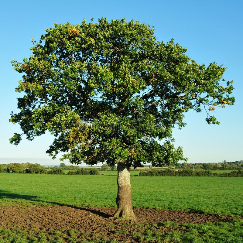 Jonge eiken boom stock foto. Afbeelding bestaande uit water - 6448834