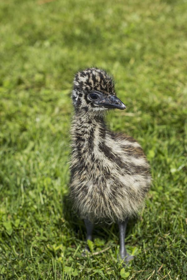 Jonge Emoe Chick Looking Cute in Gras Stock Afbeelding - Image of ...