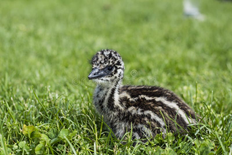 Jonge Emoe Chick Looking Cute in Gras Stock Afbeelding - Image of ...