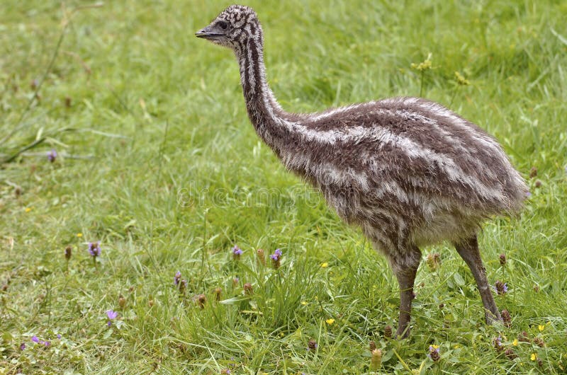 Emoekuikens stock afbeelding. Image of groot, emoe, vogel - 31435339