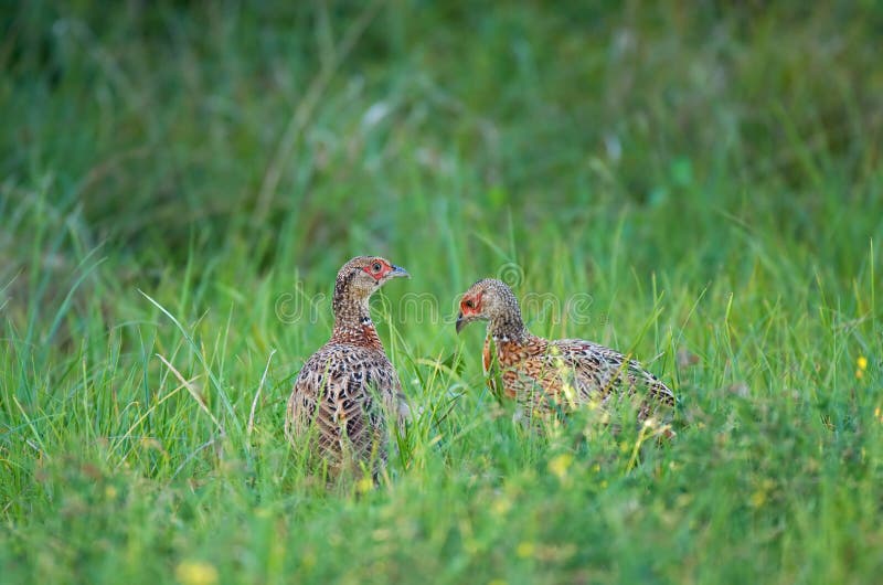 Jonge fazanten stock foto. Image of status, veer, milieu - 40821998