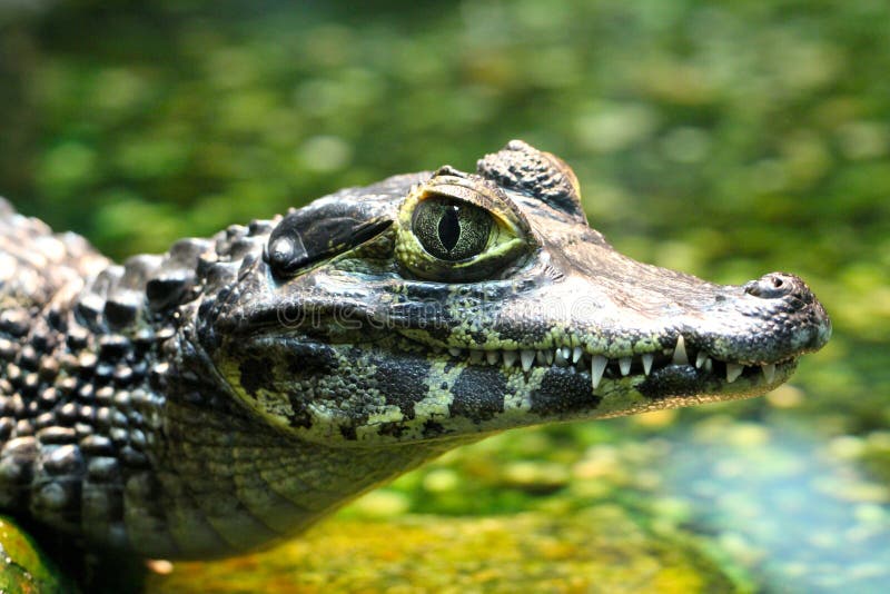 Gebrilde Kaaiman, Crocodilus Van De Kaaiman Stock Afbeelding ...