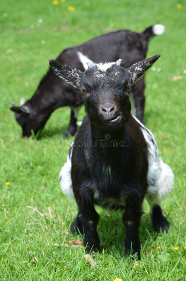 Jonge geiten stock afbeelding. Image of zwart, kauwen - 33607545