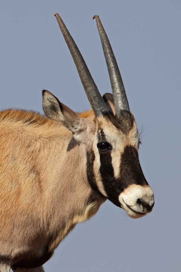Jonge Gemsbok Oryx Antilope, De Woestijn Van Kalahari Stock Foto ...