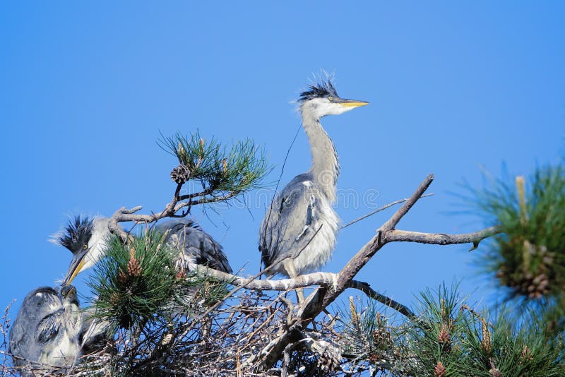 Jonge Reiger stock afbeelding. Afbeelding bestaande uit baby - 30942521