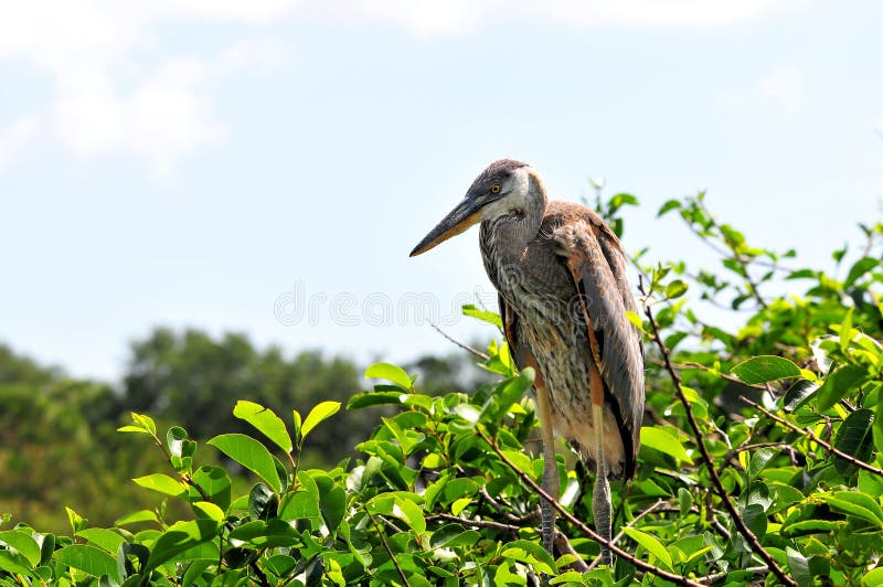 Jonge Grote Blauwe Reiger in Nest Stock Foto - Image of hemelen, nesten ...