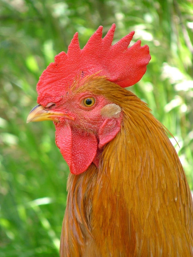Jonge haan stock foto. Image of veren, vogel, lepel, rood - 4583858