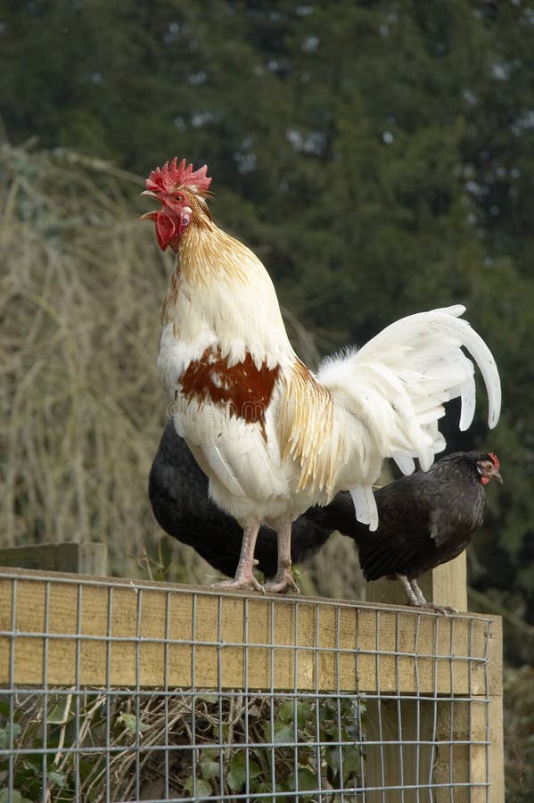 Kraaiende Haan Stockfoto's - Download 73 Royalty Free Photos