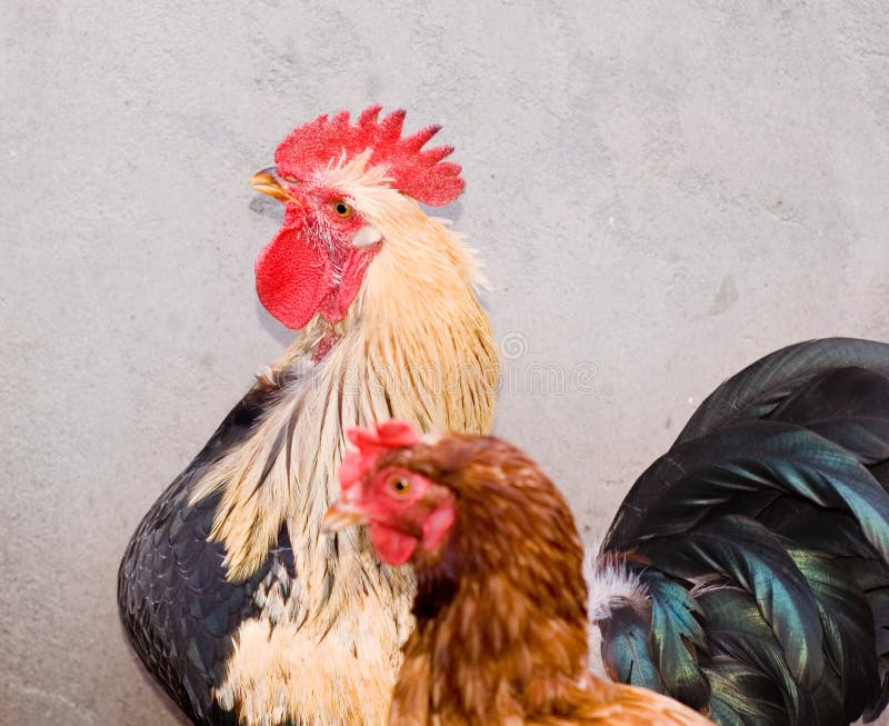 Geplukte Haan En in Verwarring Gebrachte Kip Stock Afbeelding - Image ...