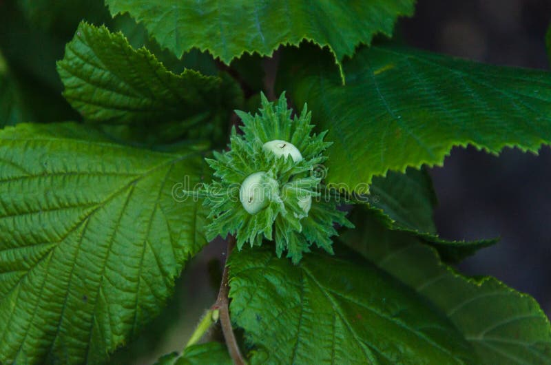 Jonge hazelnoten stock foto. Image of groen, landbouw - 109481430