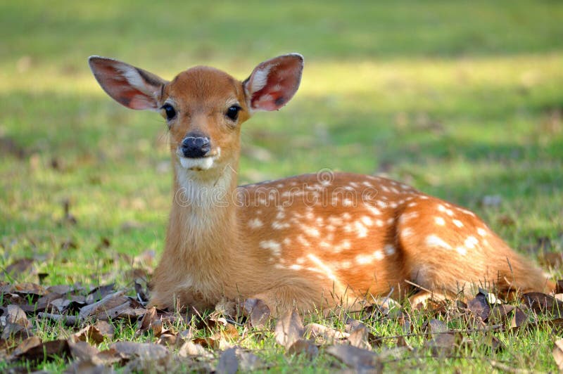 Jonge herten stock afbeelding. Afbeelding bestaande uit geboorte - 20793179