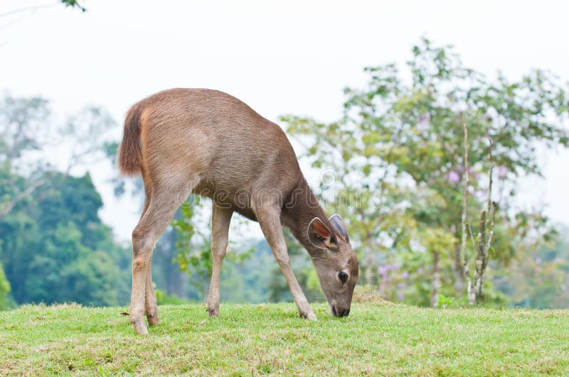 Herten die Gras eten stock afbeelding. Image of eten - 43655689