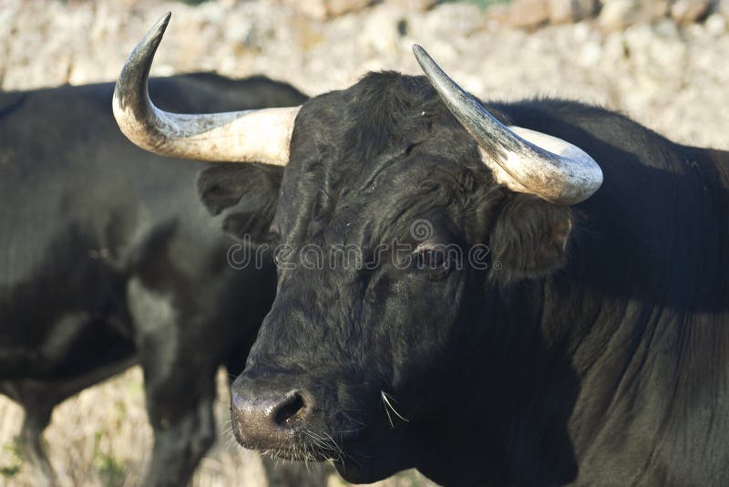 Jonge Het Vechten Stier. Het Fokken Stock Foto - Image of zonsondergang ...