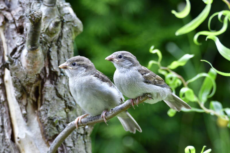Jonge huismus stock afbeelding. Image of dier, wild - 105007651