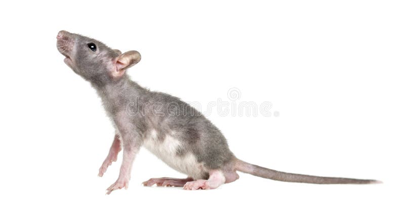 Kale rat stock foto. Afbeelding bestaande uit roze, schot - 41997486