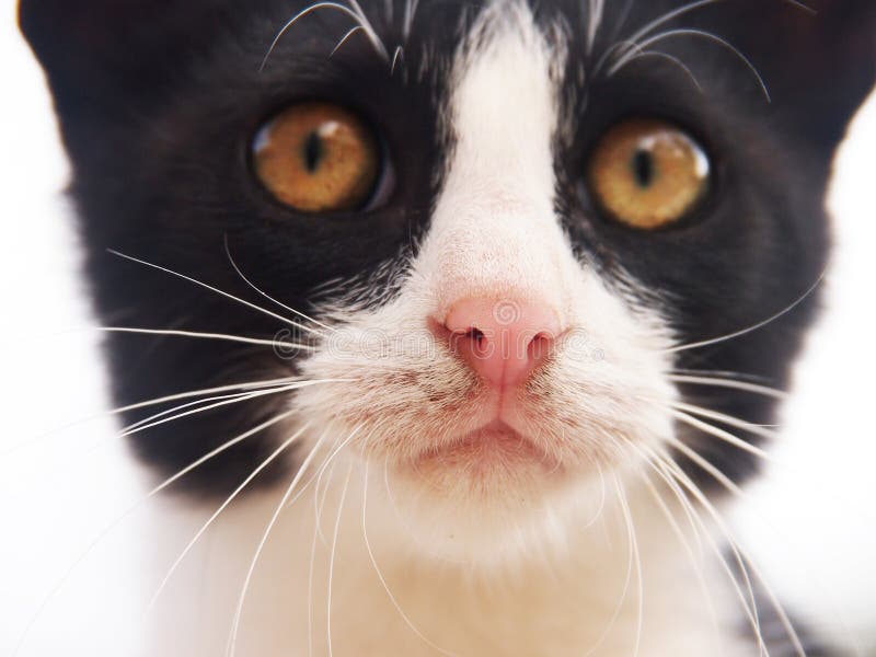 Jonge Zwart-witte Kat, Close-up 8, Stock Foto - Afbeelding bestaande ...