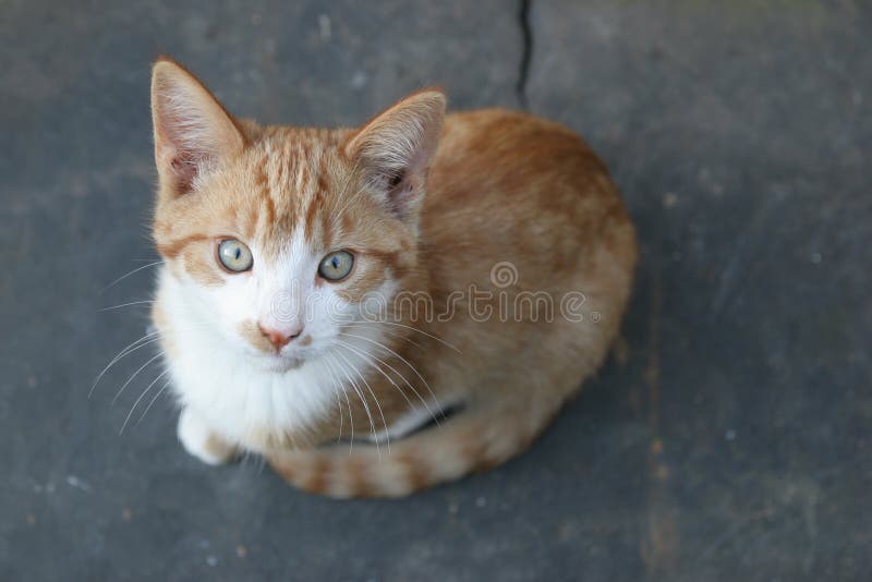 Jonge kat stock afbeelding. Image of dier, nieuwsgierig - 7178333