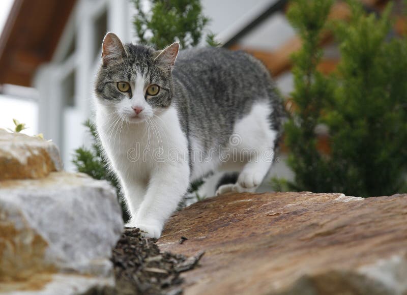 Jonge kat op muur stock foto. Image of huisdier, bevonden - 5466984