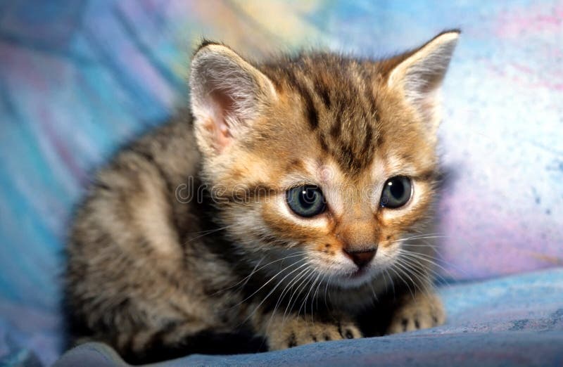 Jonge kat thuis stock afbeelding. Image of katten, mond - 16221713