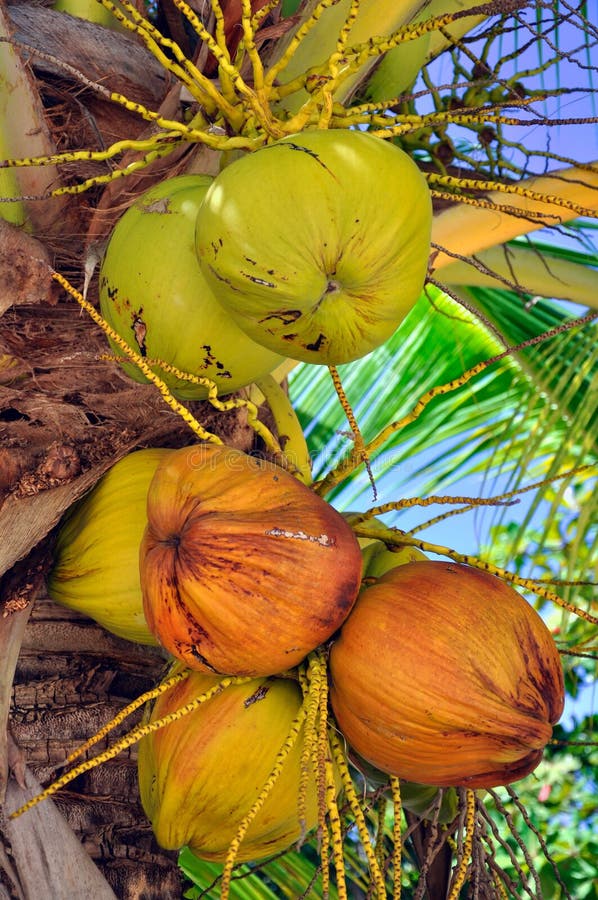 Kokosnoot op boom stock foto. Image of vrucht, groep - 21193594