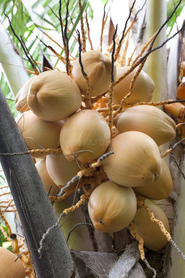 Kokosolie En Verse Kokosnoot Stock Foto - Image of noot, achtergrond ...