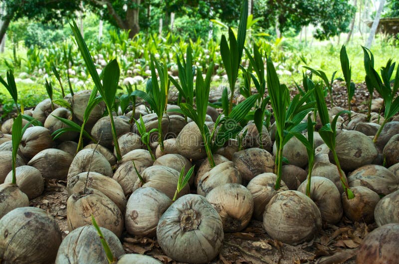 Groeiende kokosnoten stock foto. Image of boom, hangen - 3994262
