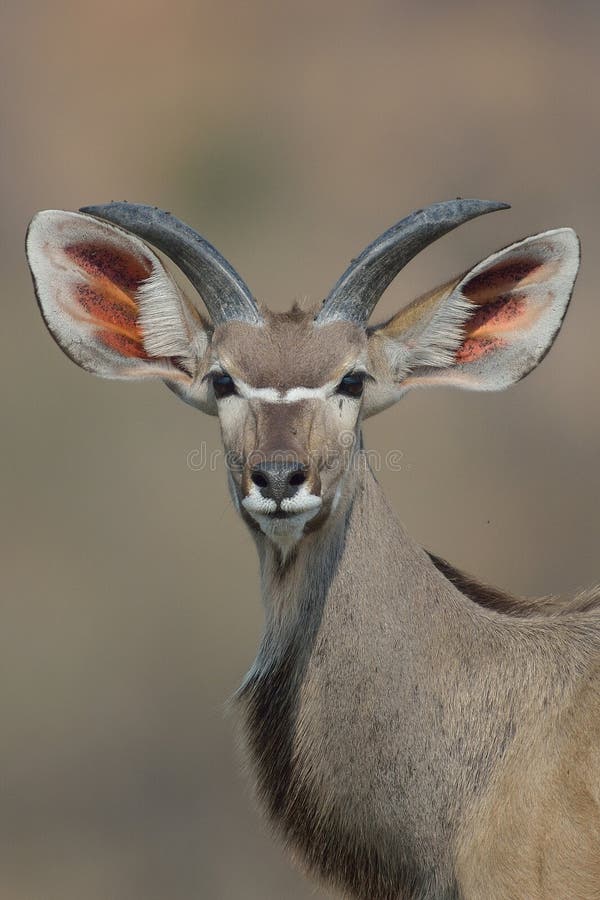 Jonge Kudu-Stier Met Afluisteraar Stock Afbeelding - Image of groot ...
