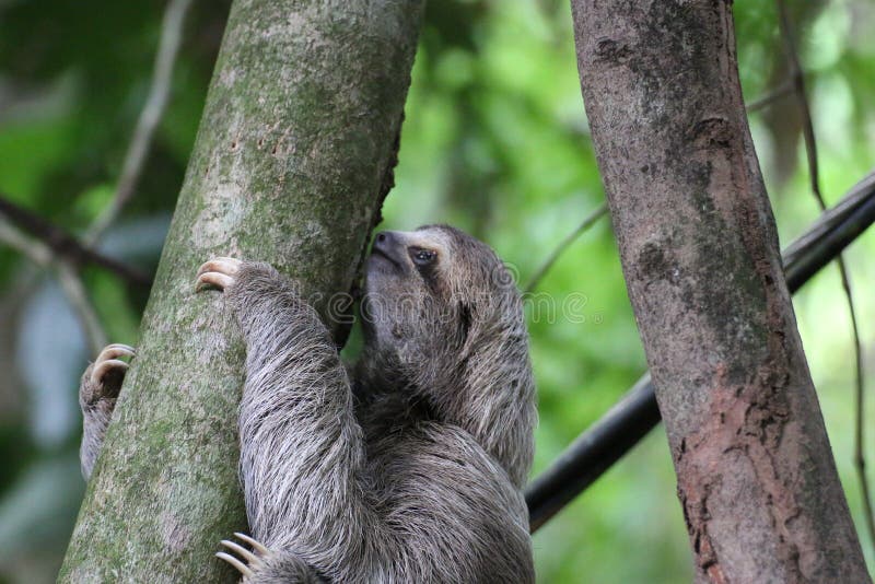 Close-up Van Een Leuke Luiaard Stock Foto - Afbeelding bestaande uit ...