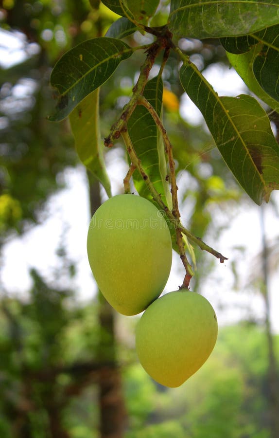 Jonge Mangoboom Met Een Groep Het Jonge Mango's Groeien Stock ...