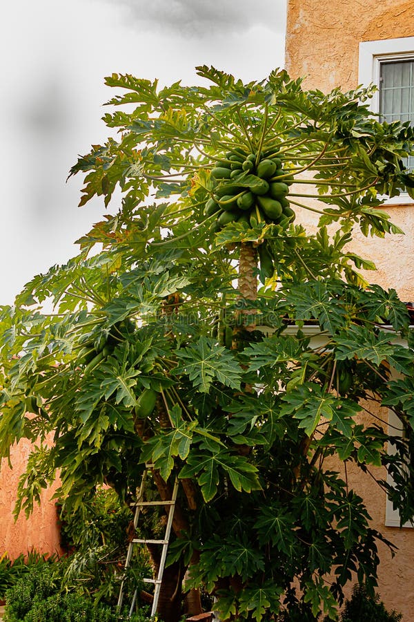 Jonge Mangoboom Met Een Groep Het Jonge Mango's Groeien Stock ...