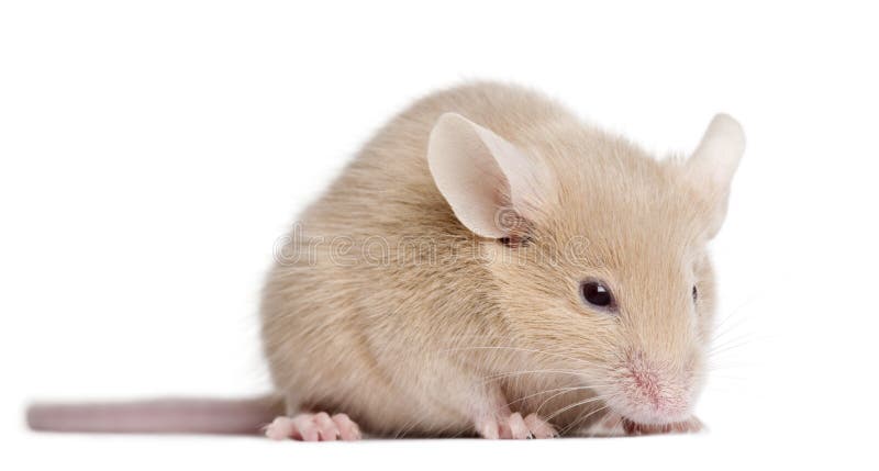 Jonge muis stock afbeelding. Image of grijs, panoramisch - 16562109