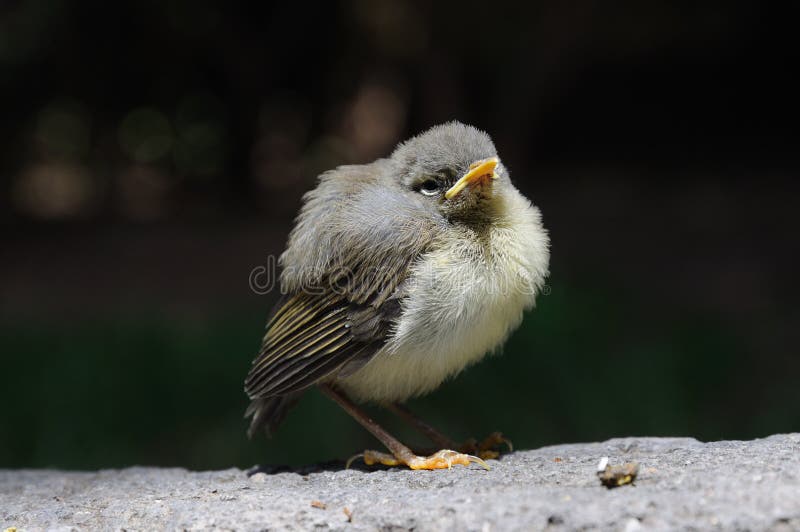 Jonge mus stock afbeelding. Image of alleen, klein, één - 14239637