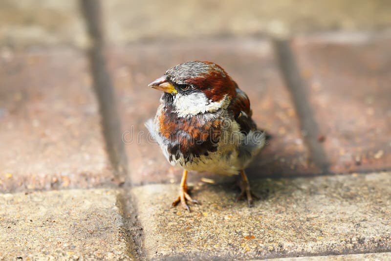 Jonge mus stock afbeelding. Image of vogel, gemeenschappelijk - 41425255