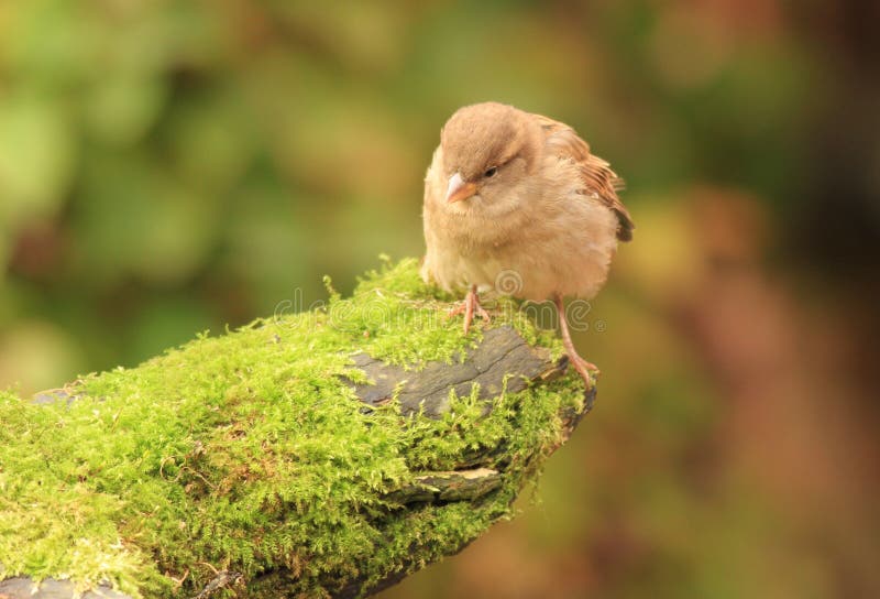 Jonge Mus stock foto. Afbeelding bestaande uit binnen - 13531646